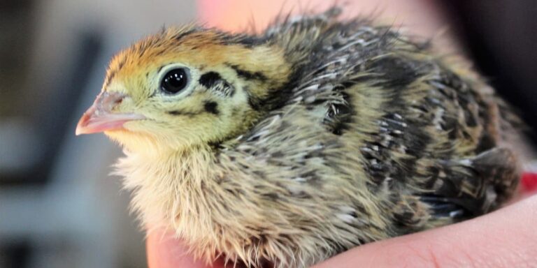 O Incrível Mundo Das Codornas Como Pet: Aves Graciosas